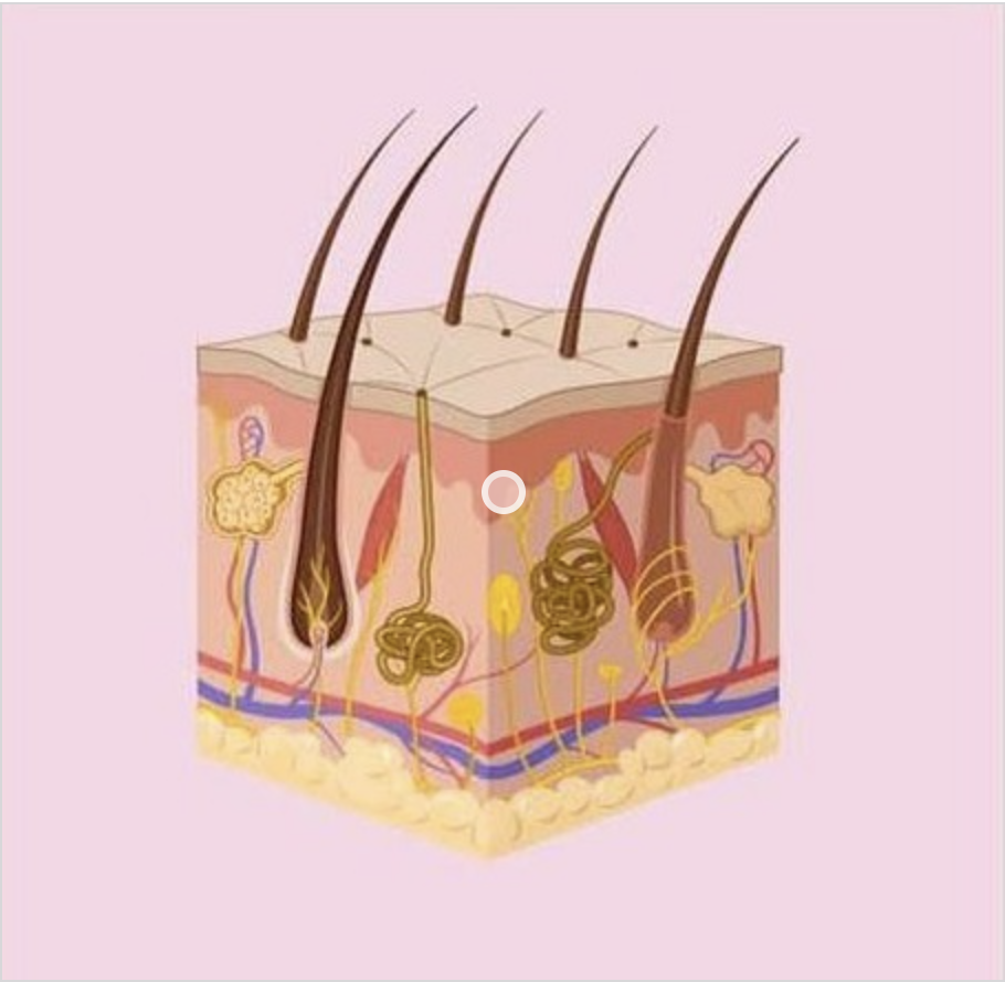 The Role of Skin | Studyclix