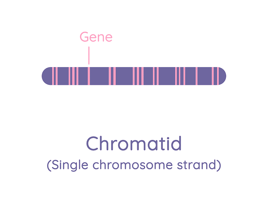 The Structure, Role, and Location of Chromosomes | Studyclix