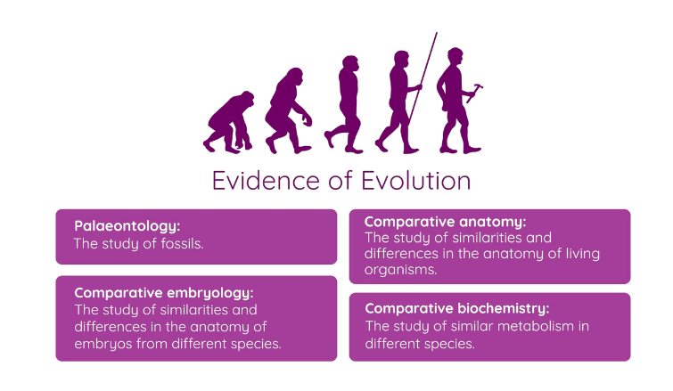 Evidence for Evolution: Palaeontology | Studyclix