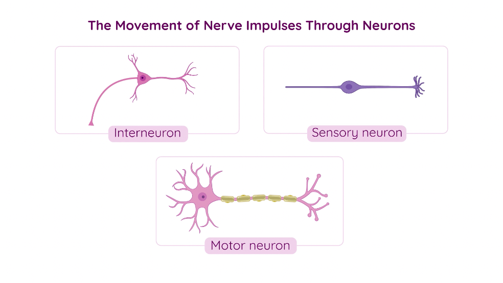 Neuron Types and Parkinson's Disease | Studyclix