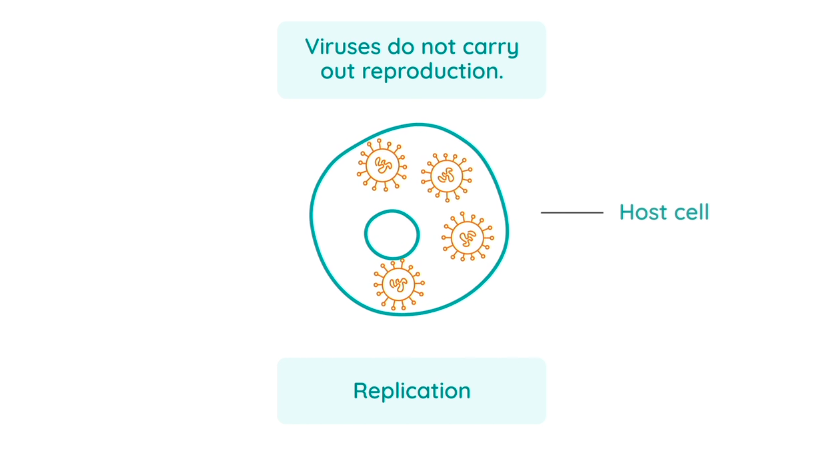 Viral Replication | Studyclix