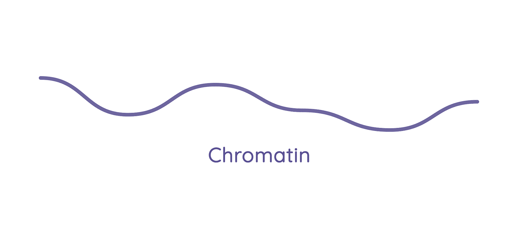 The Structure, Role, and Location of Chromosomes | Studyclix