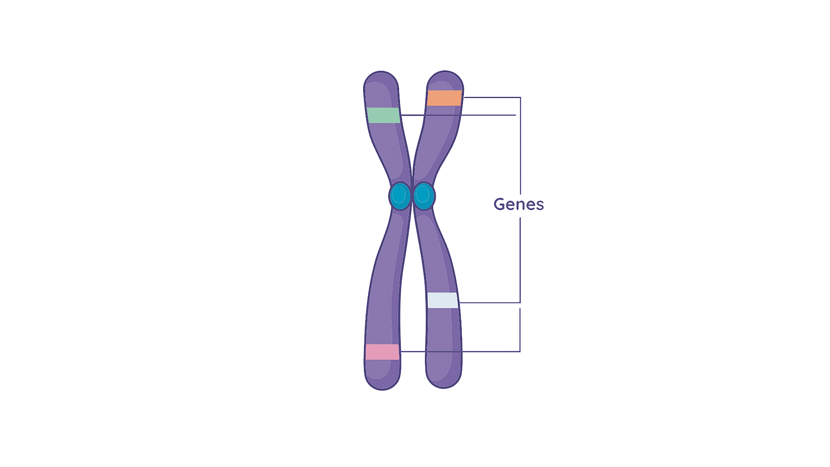 The Difference between Haploid and Diploid Cells