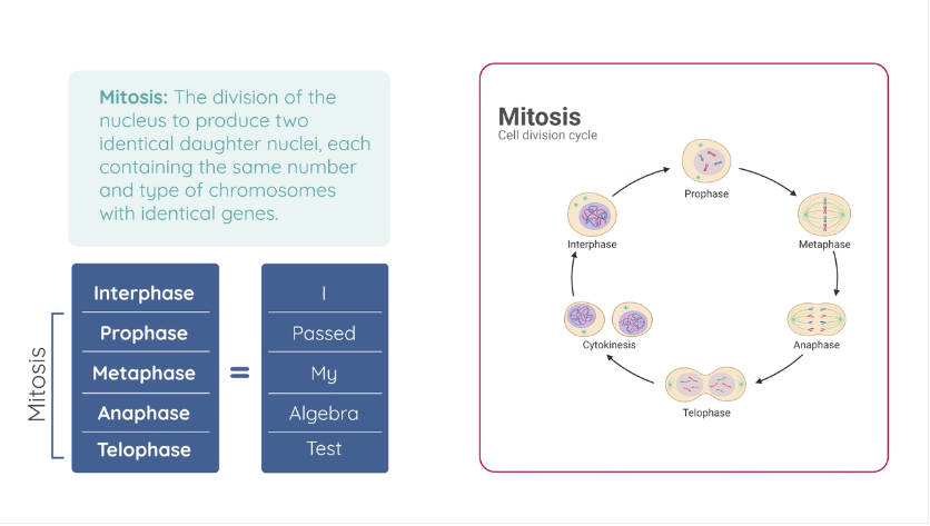 Nuclear Division: Mitosis | Studyclix