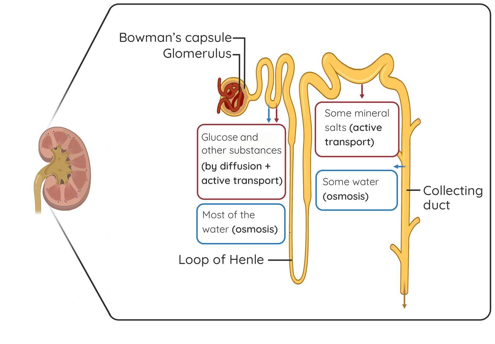 Membrane Permeability and Movement through Membranes | Studyclix