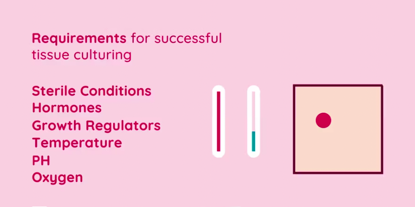 Tissue Culturing | Studyclix