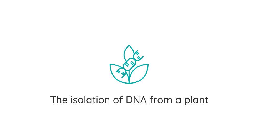 Isolating DNA From Plant Tissue | Studyclix