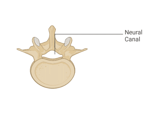 The Axial Skeleton | Studyclix