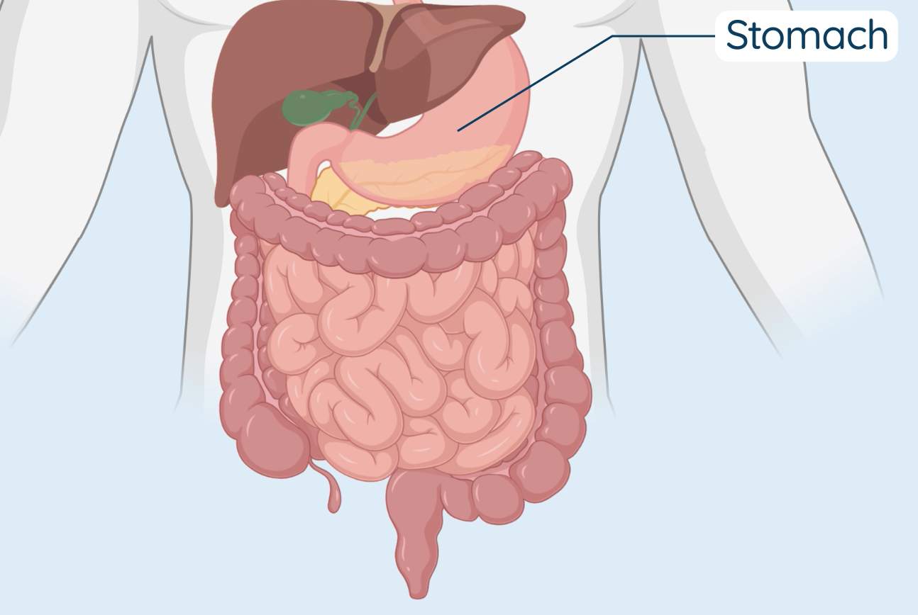 The Structure and Basic Function of the Digestive System | Studyclix