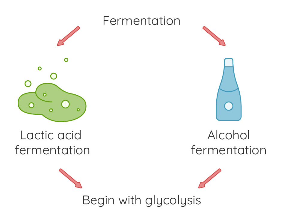 Equation For Fermentation In Animal Cells