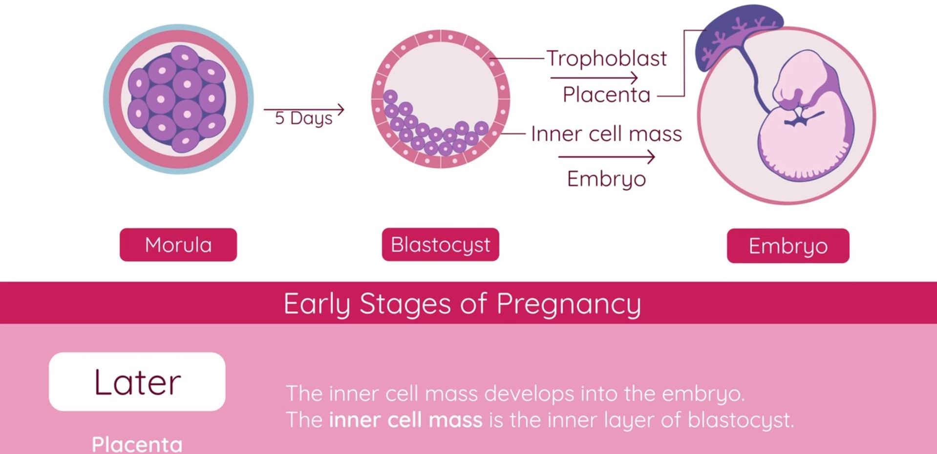 Human Reproduction | Leaving Certificate Higher Biology | Studyclix