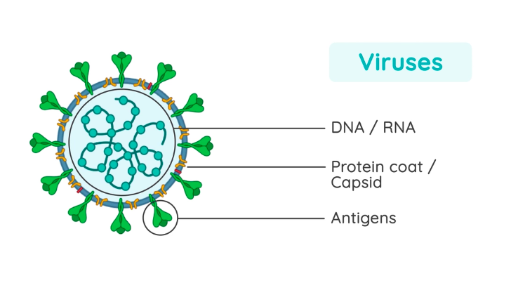 Basic Structure and Shapes of Viruses | Studyclix