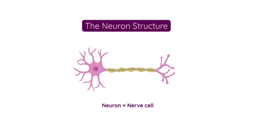 Structure of a Neuron | Studyclix