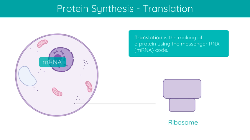 Protein Synthesis | Translation | Studyclix
