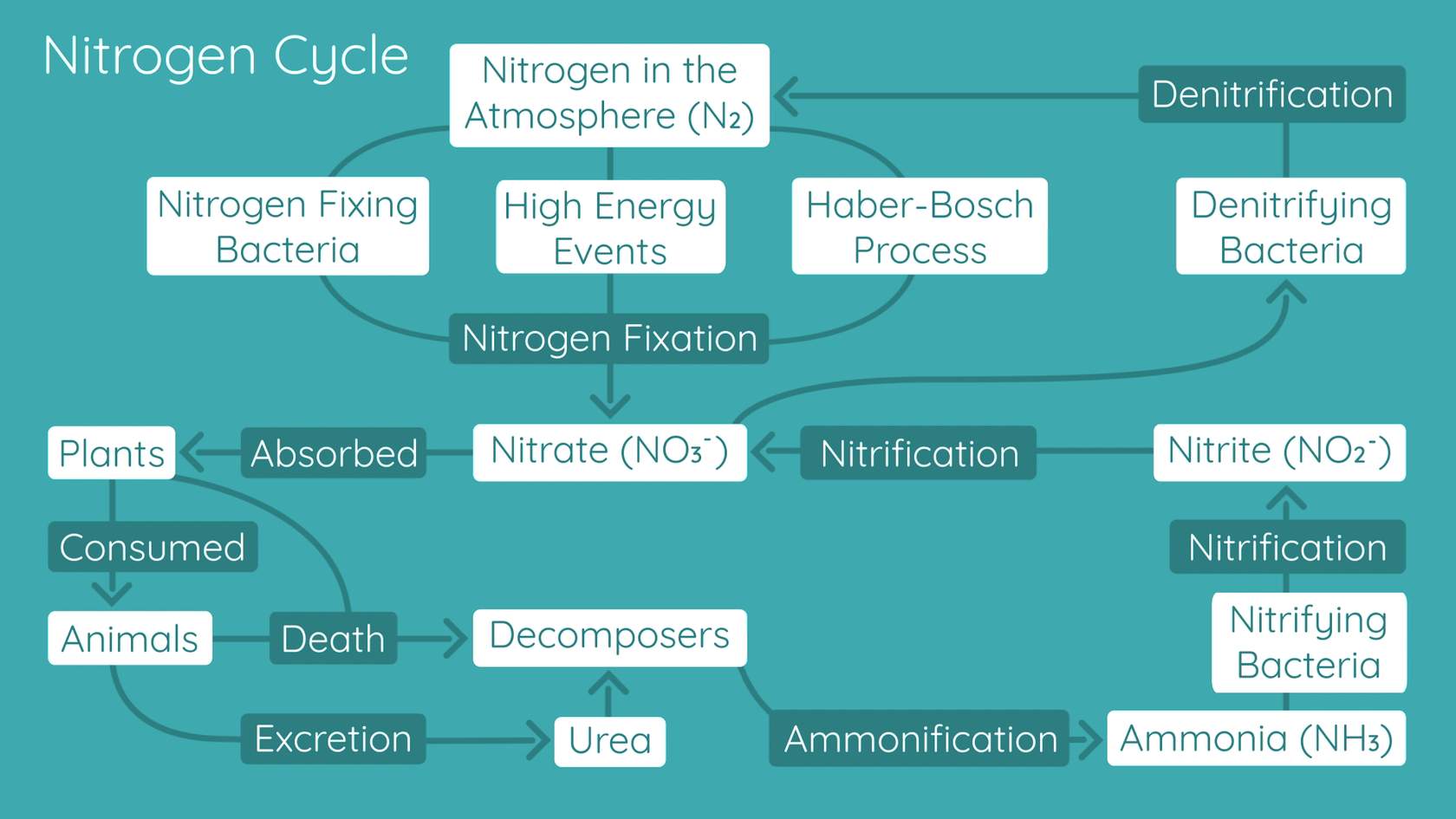 Nitrogen is an important nutrient that all organisms need. It needs to ...