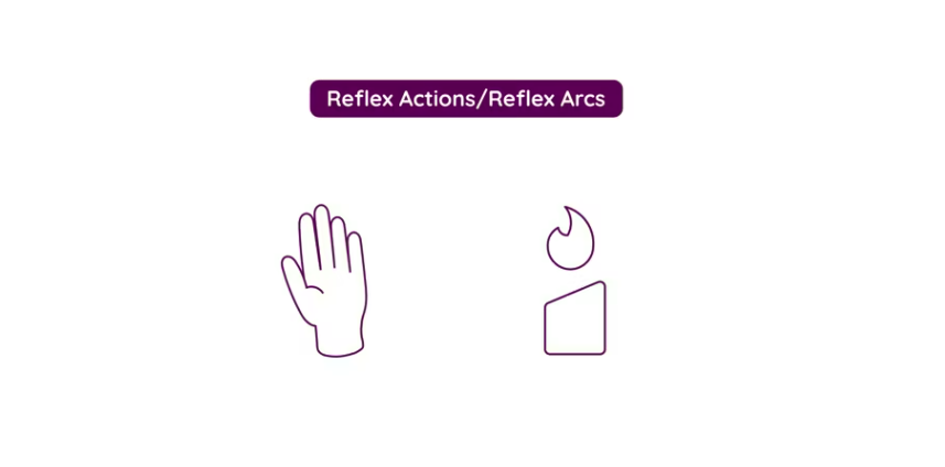 Reflex Actions | Studyclix