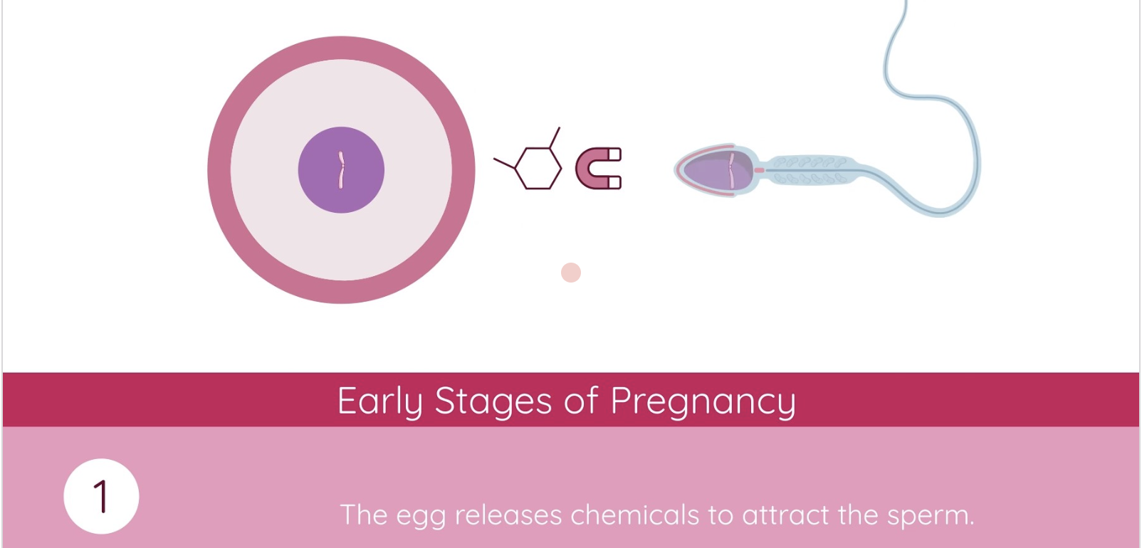 Pregnancy | Copulation and Fertilisation | Studyclix