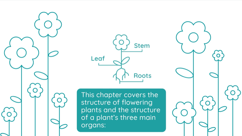 Basic Plant Structure Parts Of Plant Diagram/draw Well Labelled