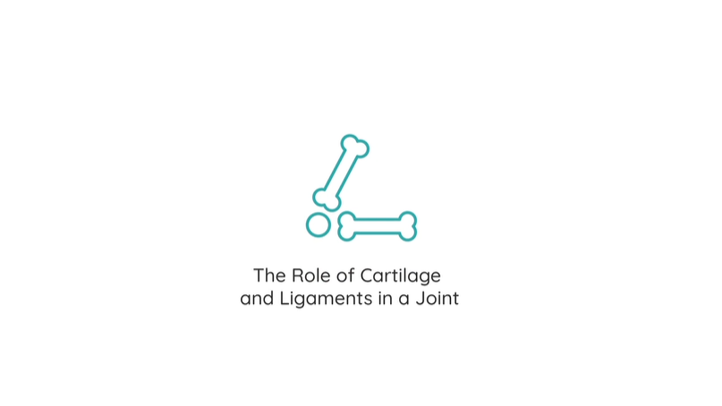 The Role of Cartilage, Ligaments, and Tendons | Studyclix