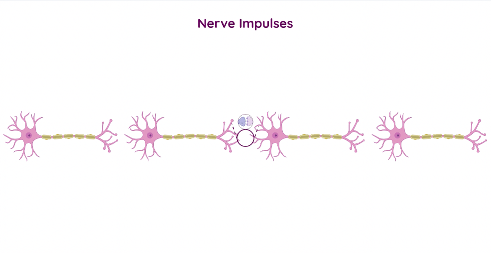Movement of an Impulse and Transmission Across the Synapse | Studyclix