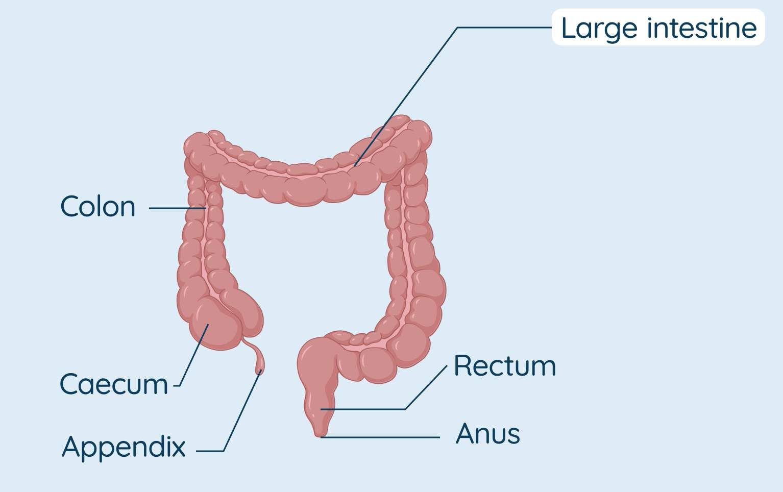 The Structure and Basic Function of the Digestive System | Studyclix