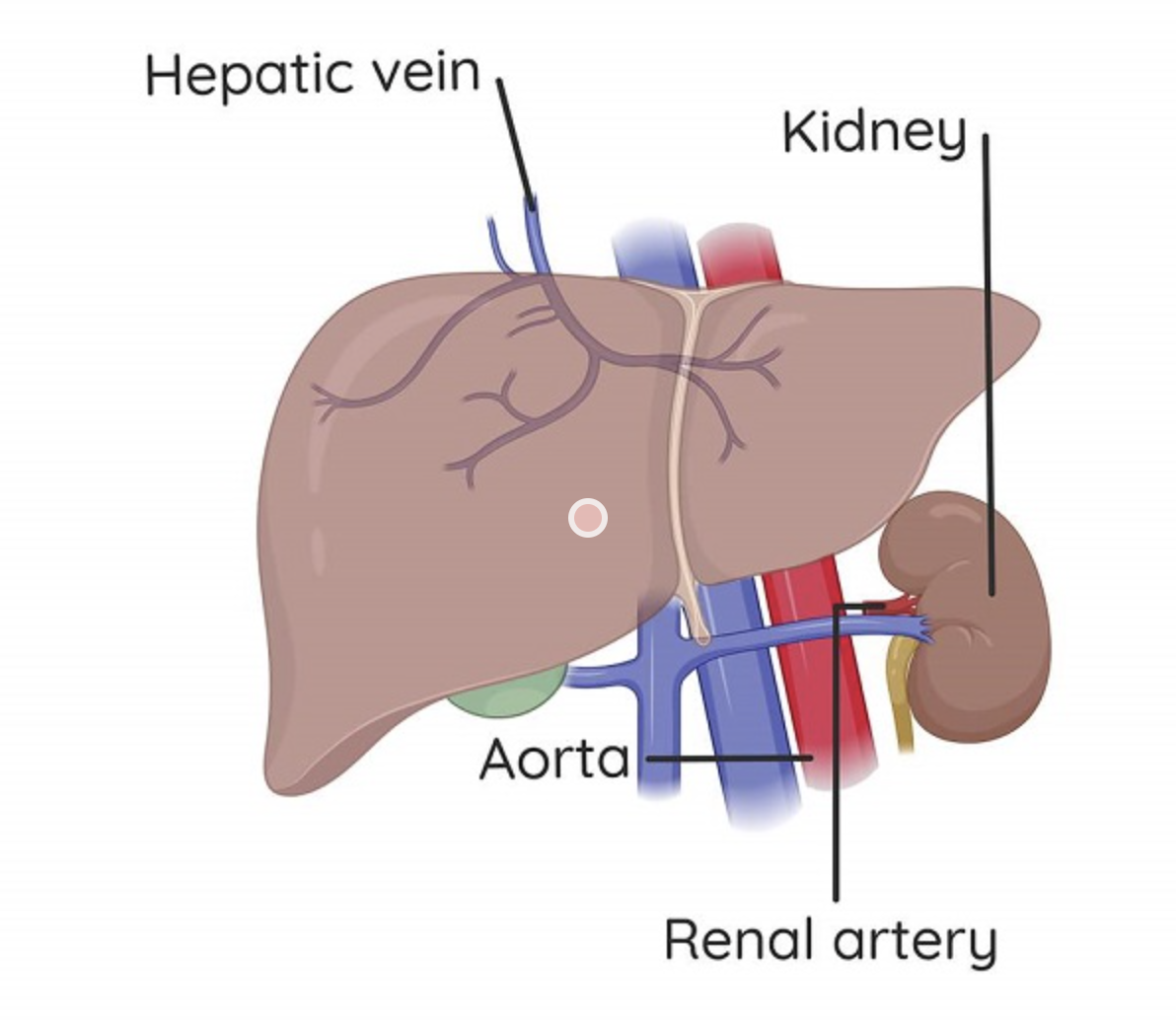 Transport of Nutrients from Intestines to Liver and Cells | Studyclix