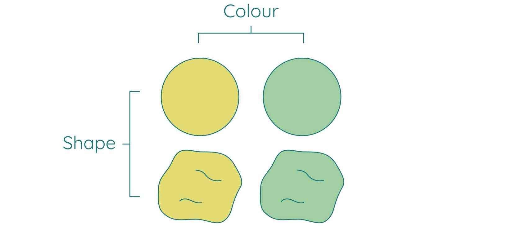 Genetic Crosses | Dihybrid Crosses | Studyclix