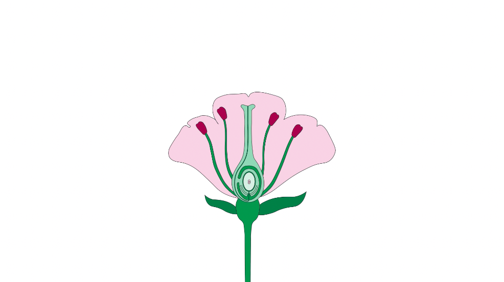 The Structure and Function of Floral Parts | Studyclix