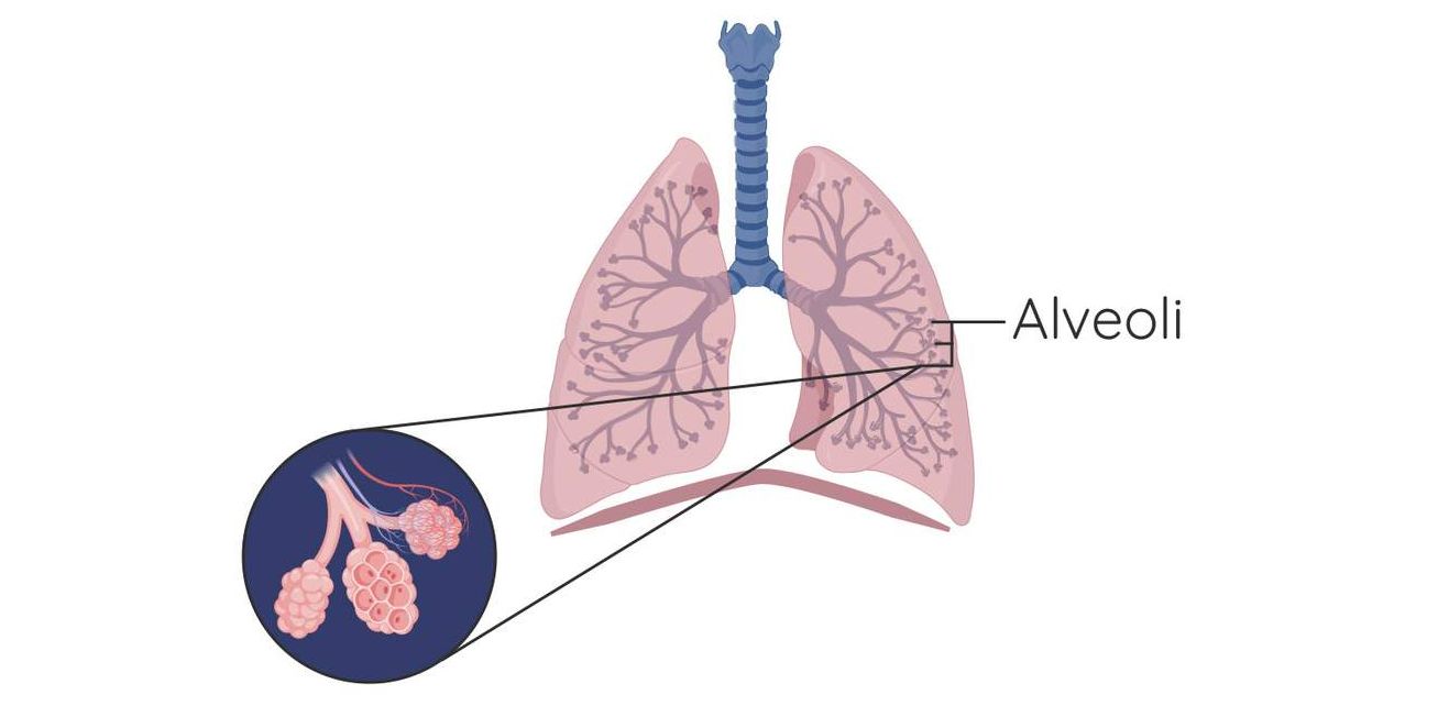 Structure and Function of Parts of the Breathing System | Studyclix