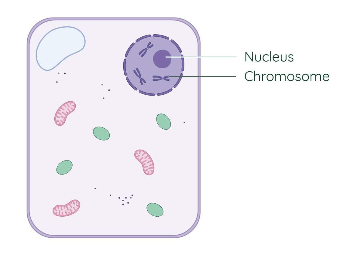 Genetics, DNA & Evolution | Leaving Certificate Higher Biology | Studyclix