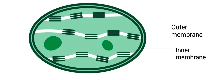 Membrane Permeability and Movement through Membranes | Studyclix