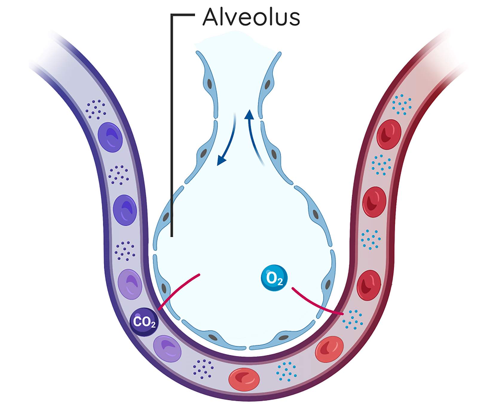 Membrane Permeability and Movement through Membranes | Studyclix