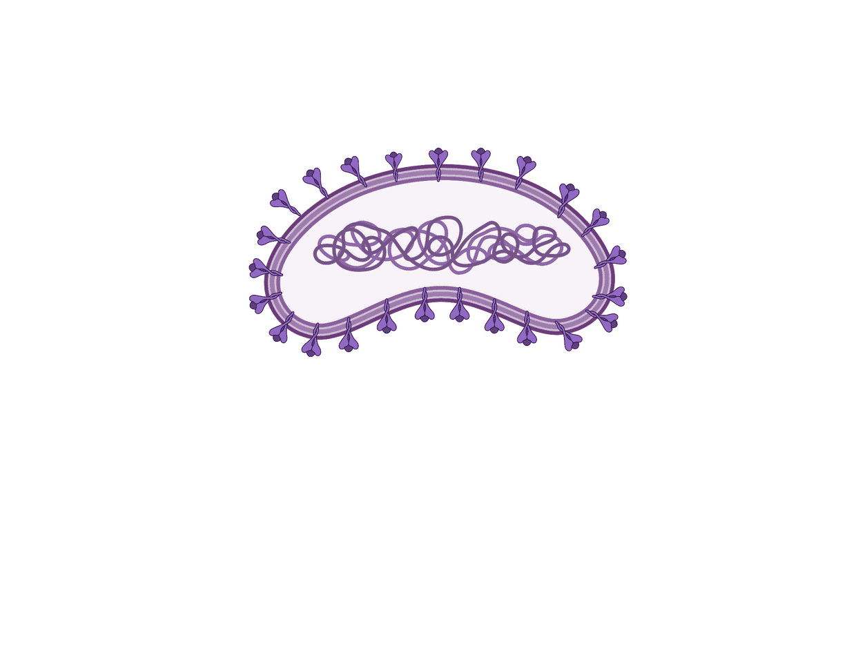 Basic Structure and Shapes of Viruses | Studyclix