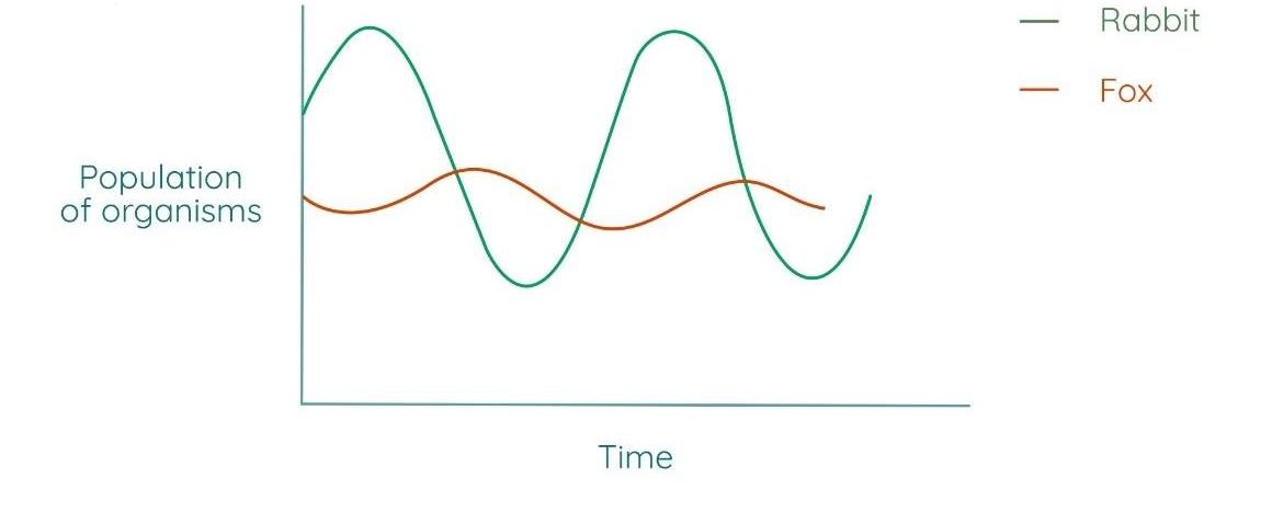 Predator-Prey Relationships | Studyclix