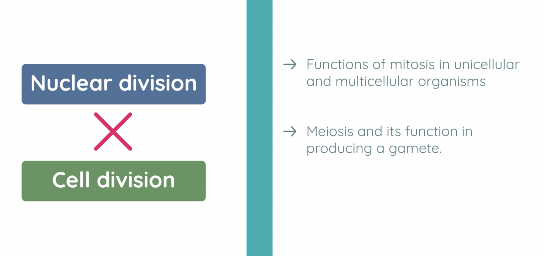 Cell Division At A Glance Studyclix