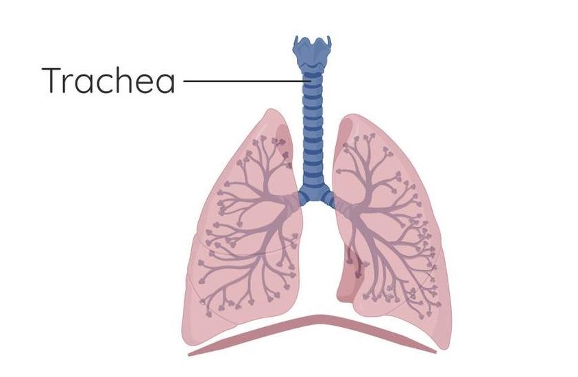Structure and Function of Parts of the Breathing System | Studyclix