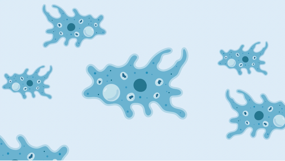 Movement Through Cell Membranes | At a Glance | Studyclix