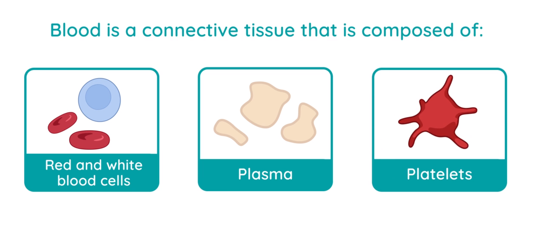 Blood Composition | Studyclix