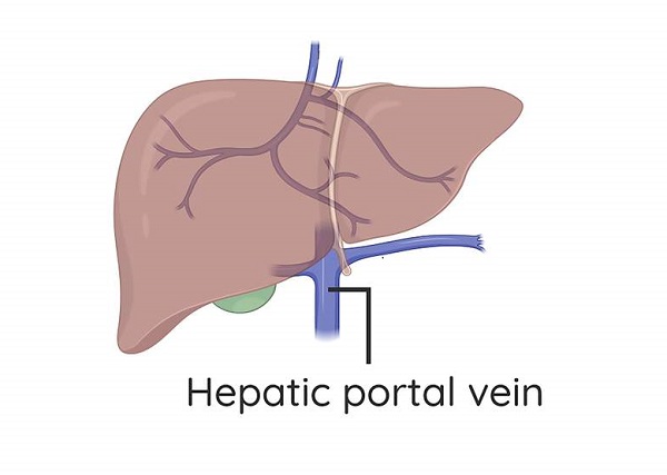 Functions and Blood Flow in the Liver | Studyclix