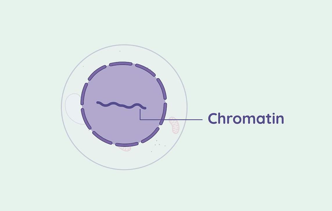 The Cell Cycle | Studyclix