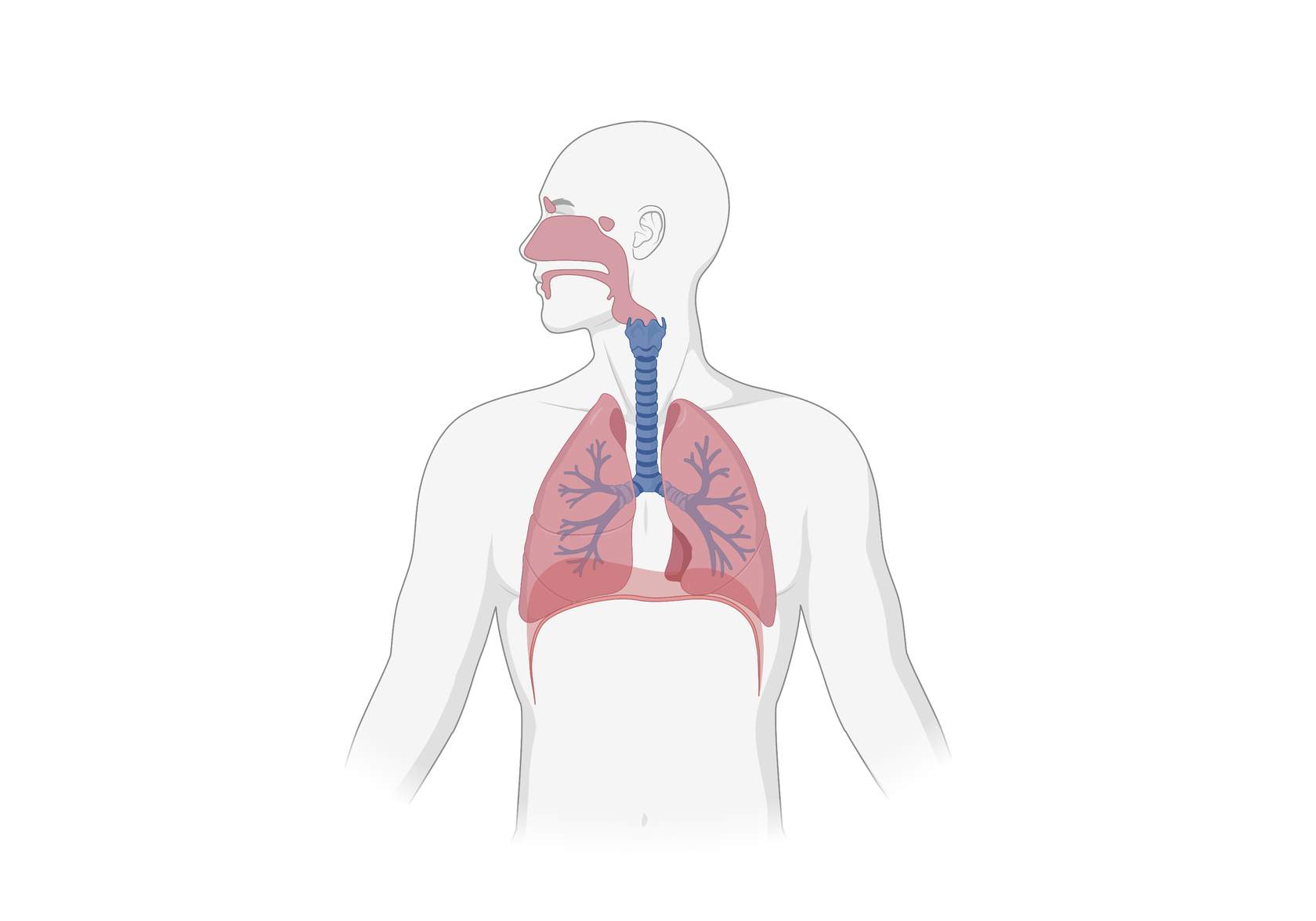 Structure and Function of Parts of the Breathing System | Studyclix