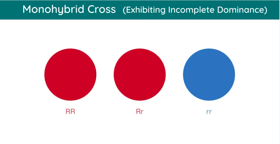 Genetic Crosses | Incomplete Dominance | Studyclix