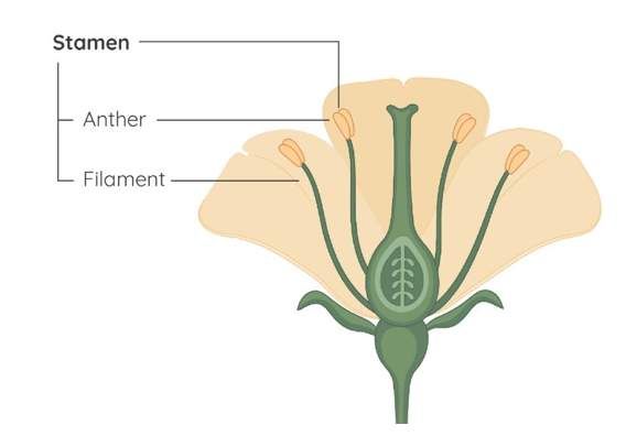 The Structure and Function of Floral Parts | Studyclix