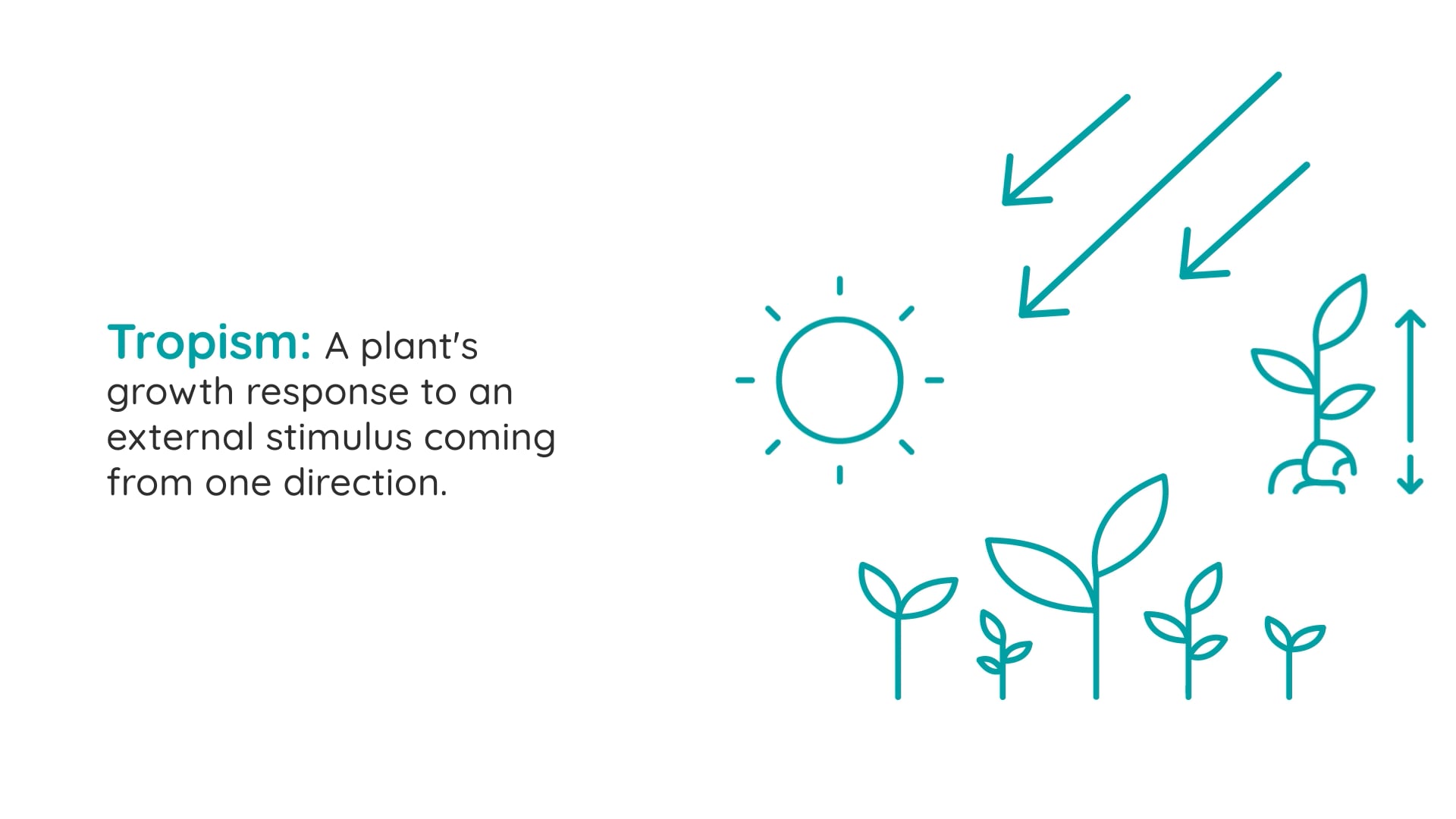 Tropism Gcse