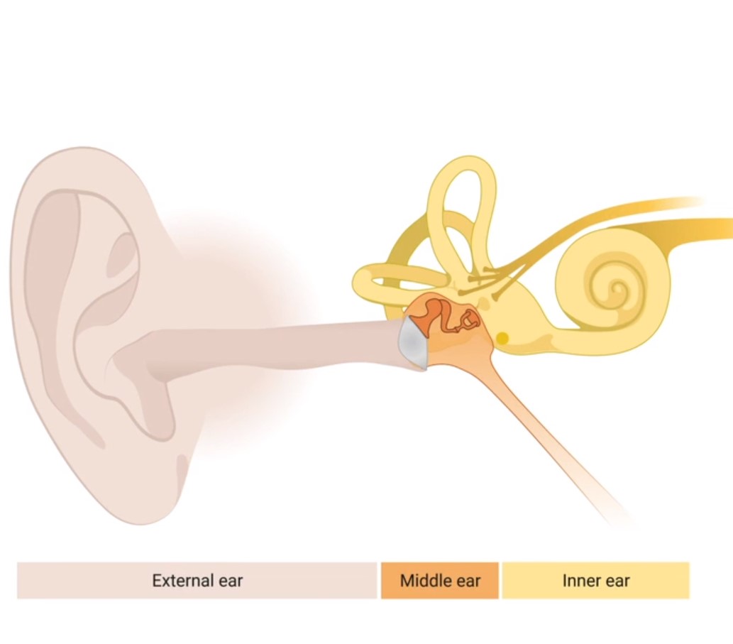 Three Parts Of The Middle Of The Ear Sense Of Hearing And Equilibrium.