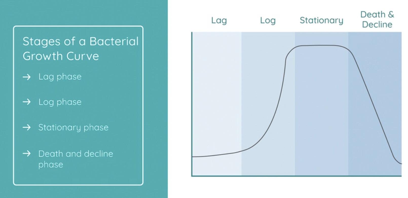 Bacterial Growth Curves | Studyclix