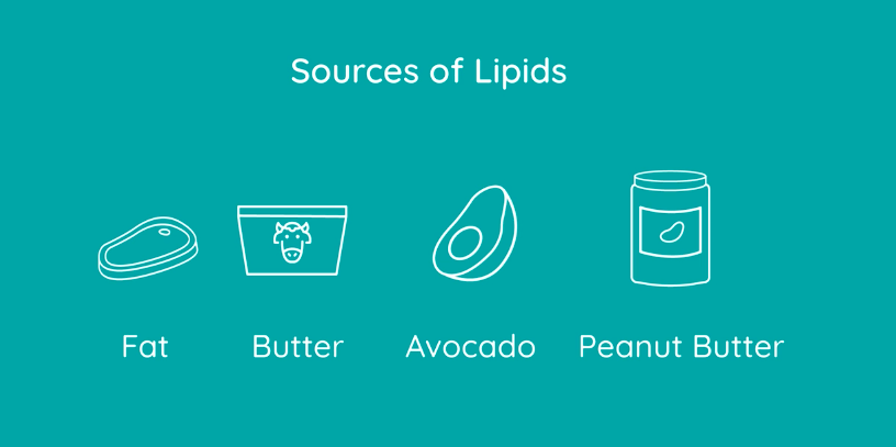 Biomolecules - Elements and Structure of Lipids | Studyclix