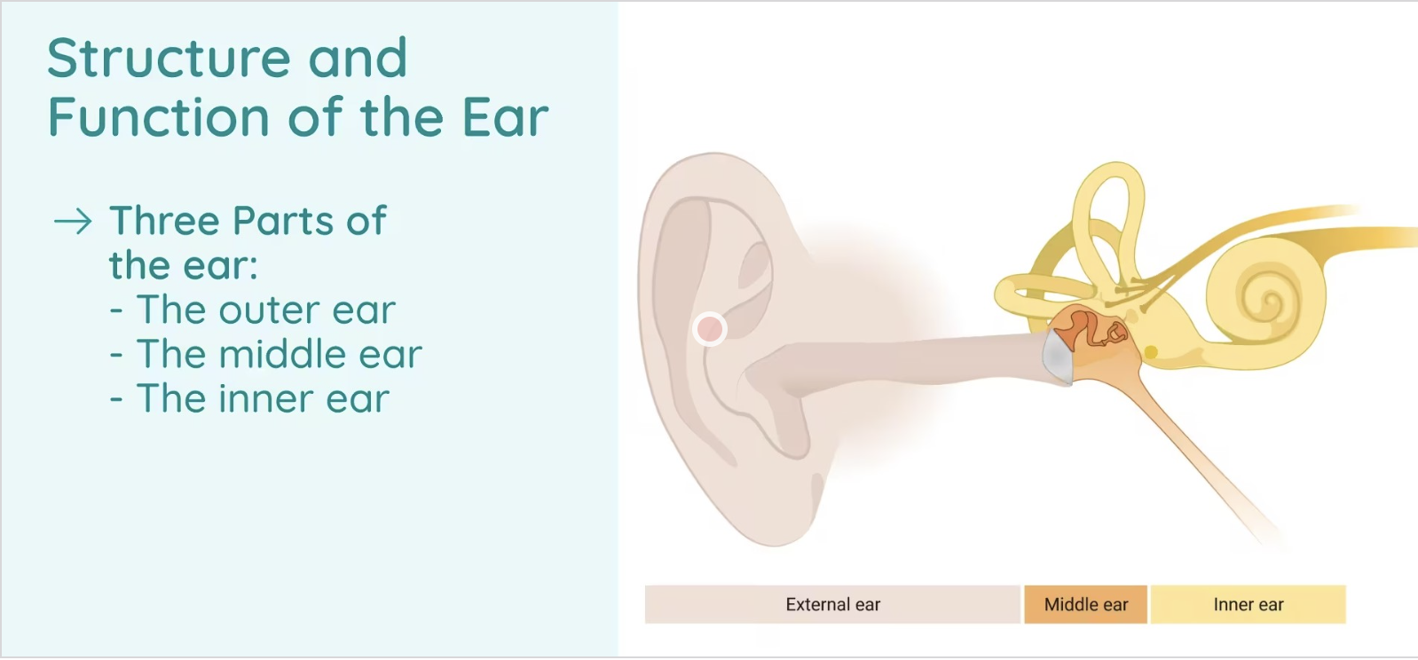 Structure and Functions of the Parts of the Ear | Studyclix