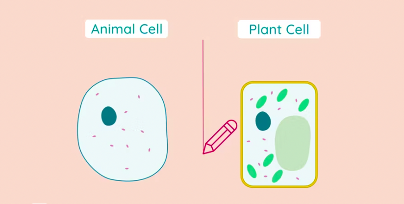 Introduction to Plant and Animal Cells | Studyclix