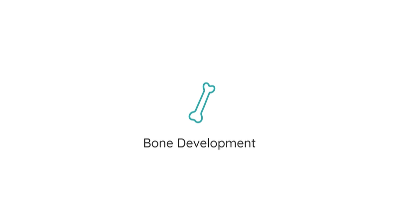 Bone Development | Studyclix